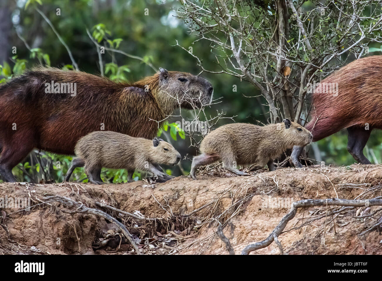 Capybara family hi-res stock photography and images - Alamy