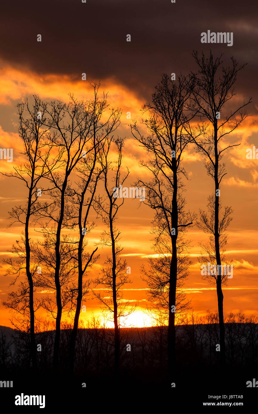 Beautiful sunset behind a clump of trees Stock Photo - Alamy
