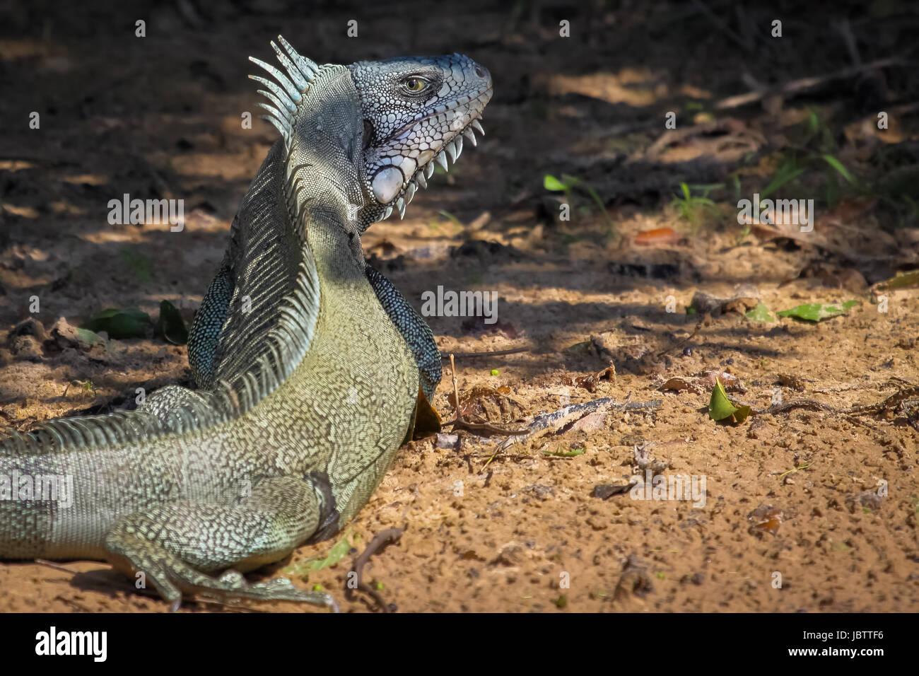 Green Iguana resting in the half shadow on the ground, Pantanal, brazil ...