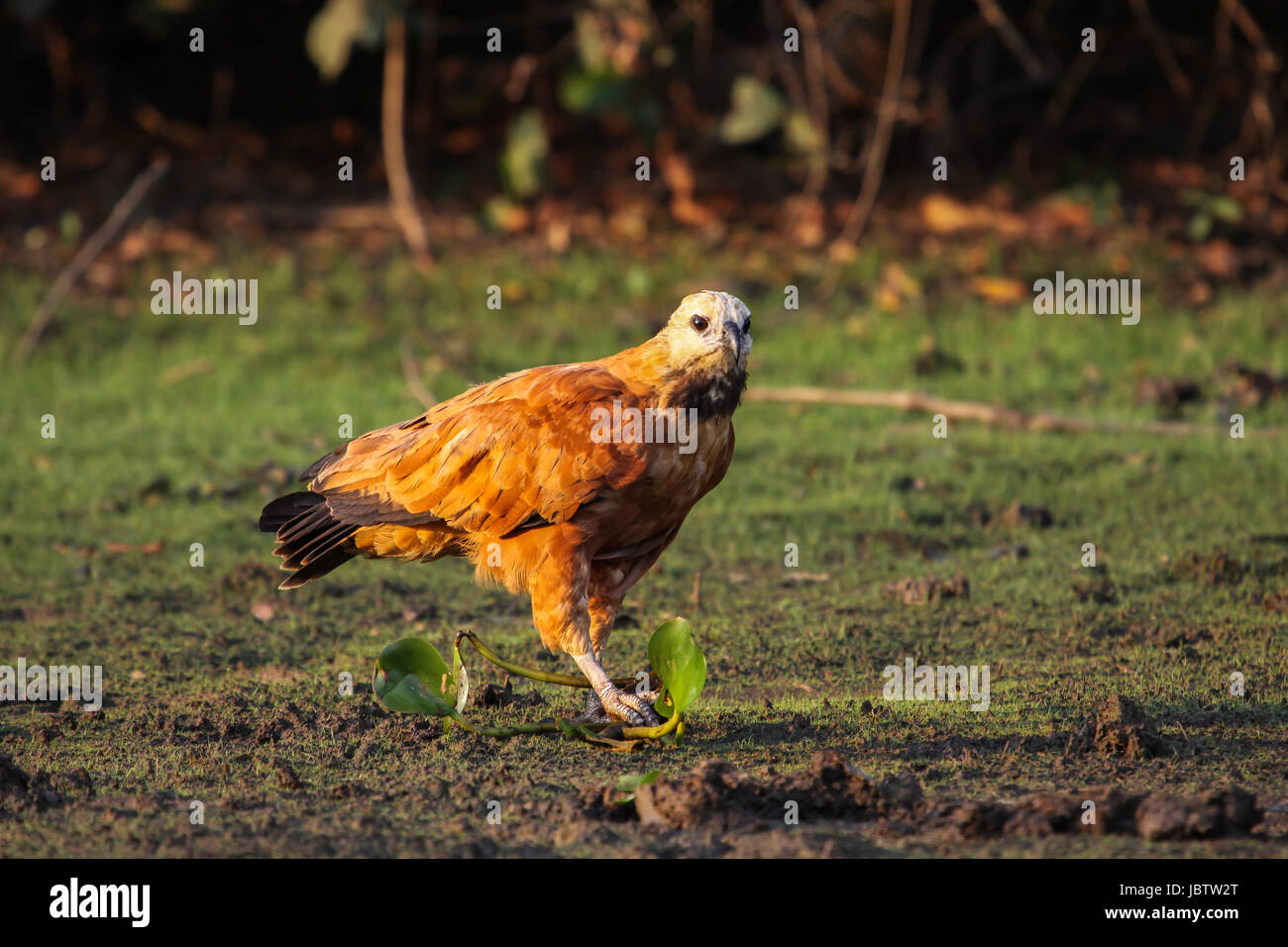 Black collared hawk walking along a muddy riverbank, Pantanal, Brazil ...