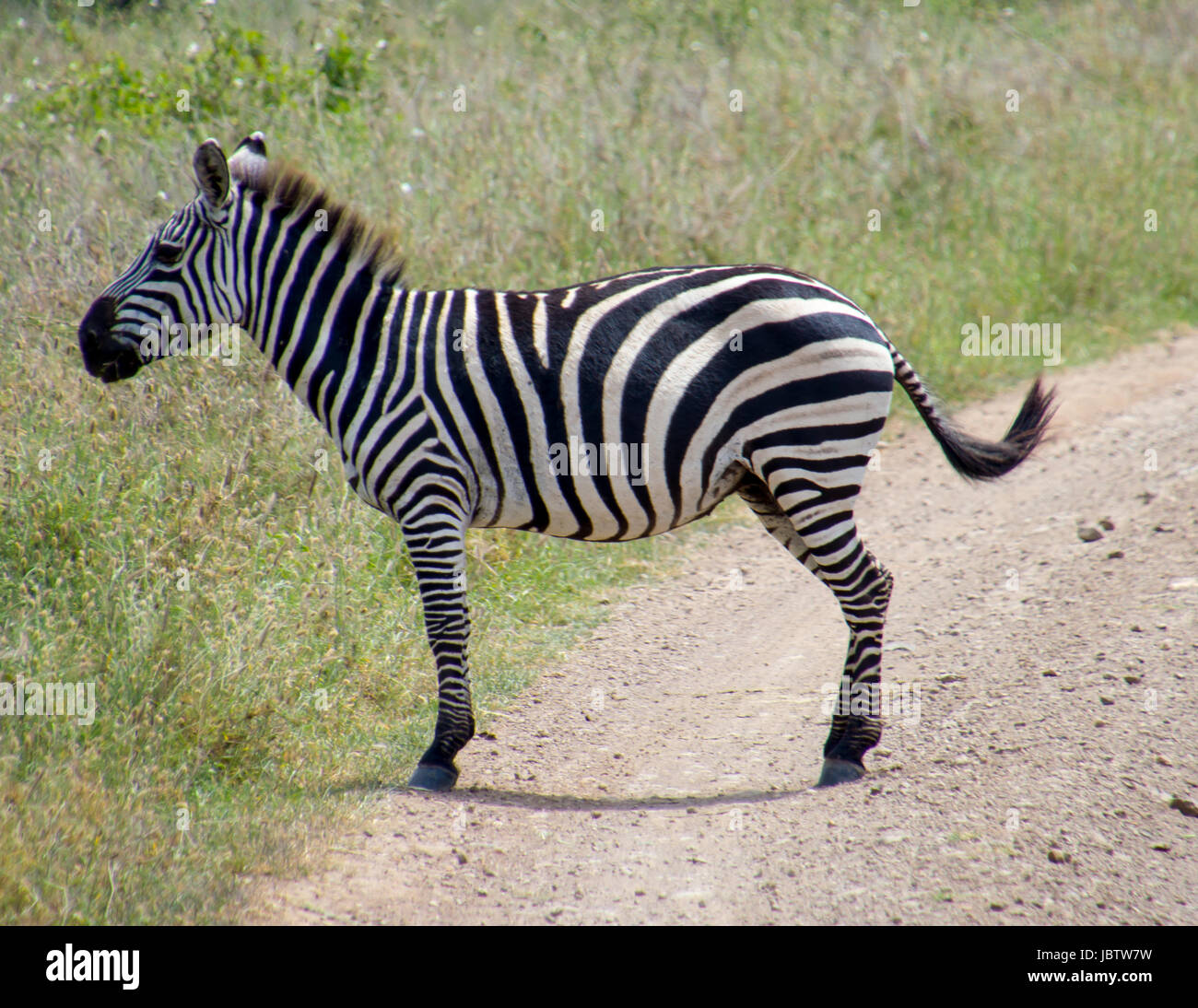 The zebra crossing hi-res stock photography and images - Alamy