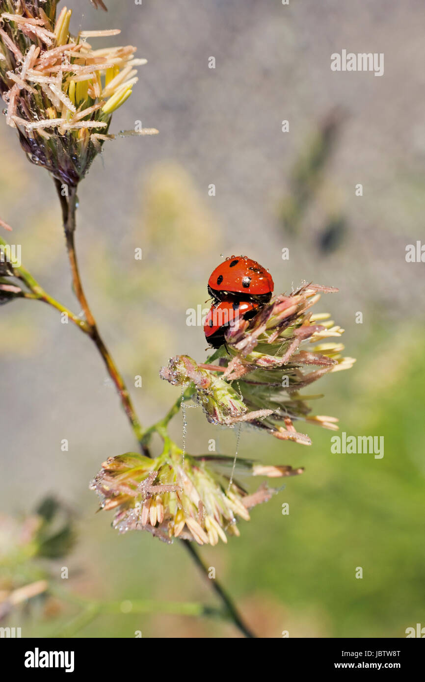 Part animal creature hi-res stock photography and images - Alamy