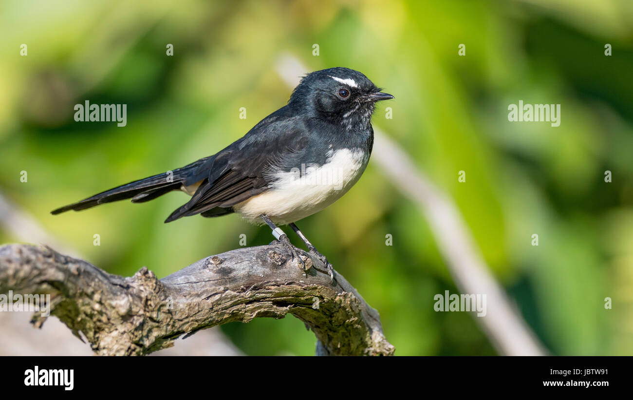 An australian willie wagtail hi-res stock photography and images - Alamy
