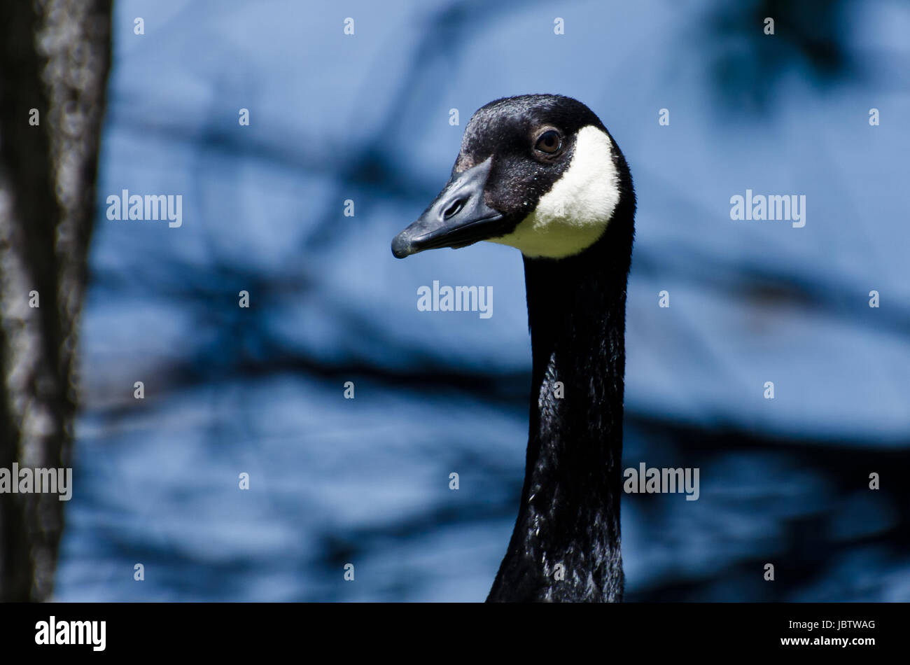 Goose profile hi-res stock photography and images - Alamy