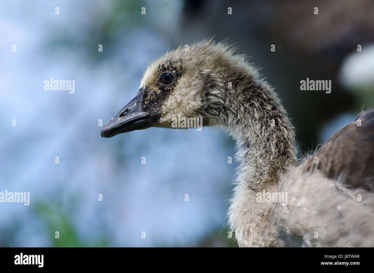 Canada Goose Gosling Profile Stock Photo - Alamy