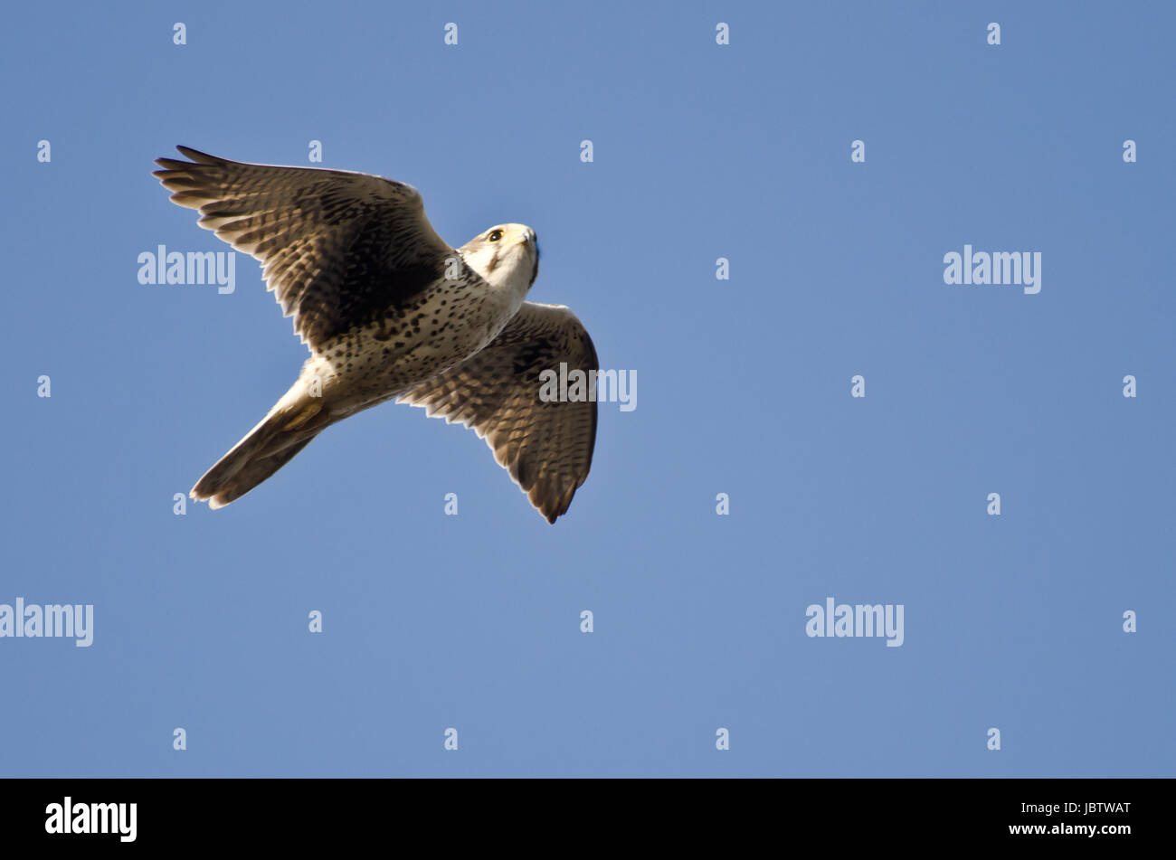 Falcon hunting america hi-res stock photography and images - Alamy