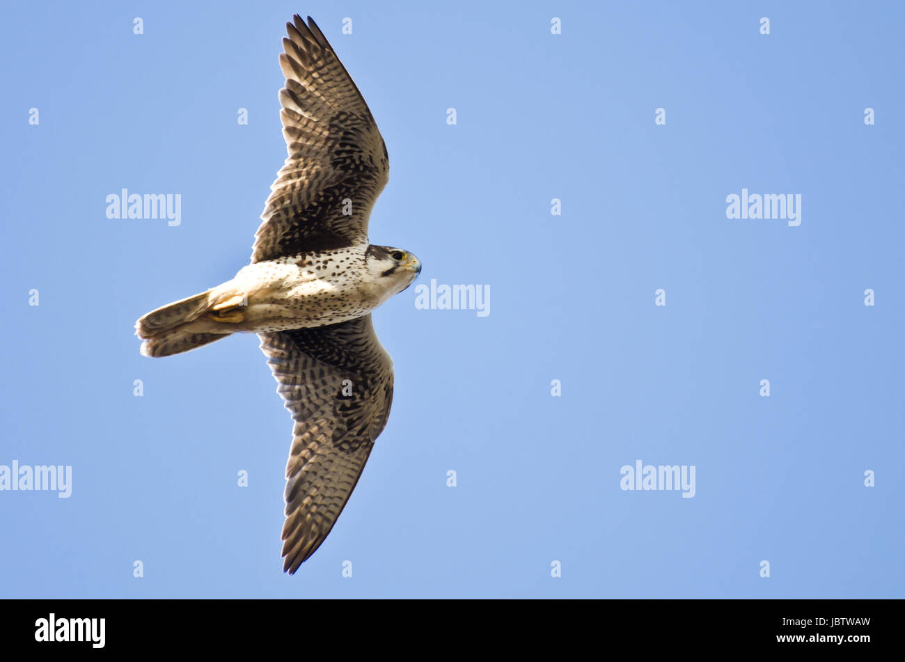 Prairie Falcon Hunting on the Wing Stock Photo - Alamy