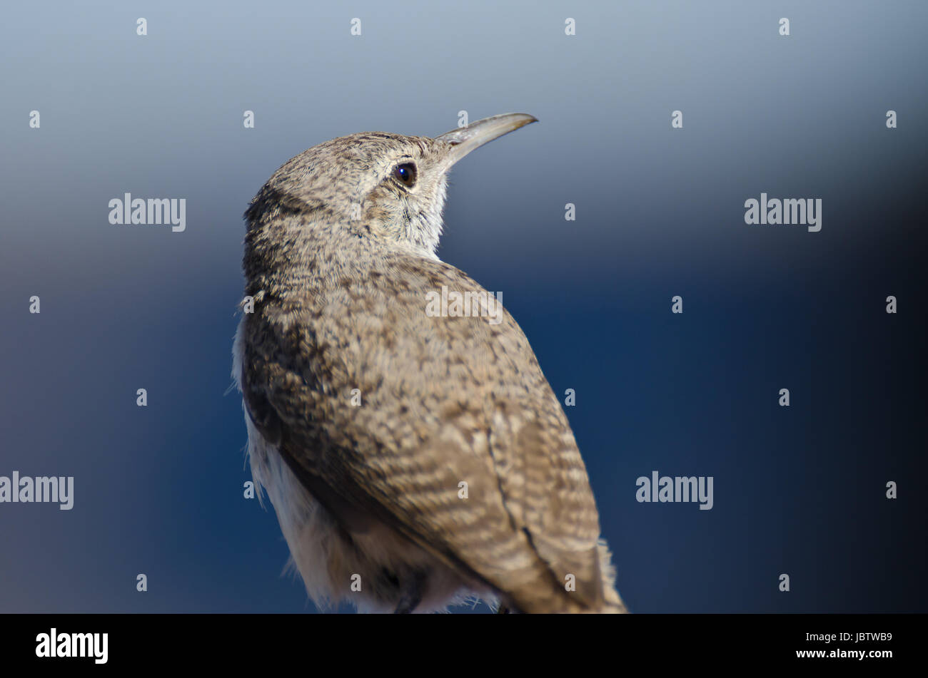 Profile of a Rock Wren Stock Photo - Alamy
