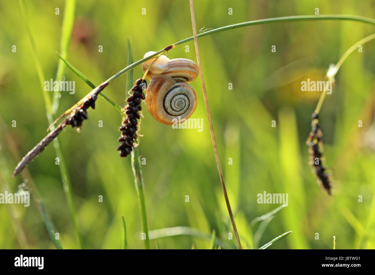 two heath snails at bluegreen sedge (carex flacca Stock Photo - Alamy