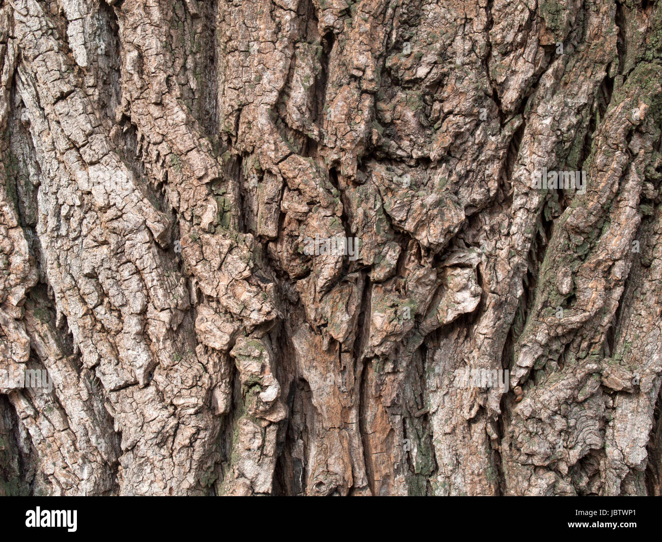 Tree bark pattern Stock Photo - Alamy