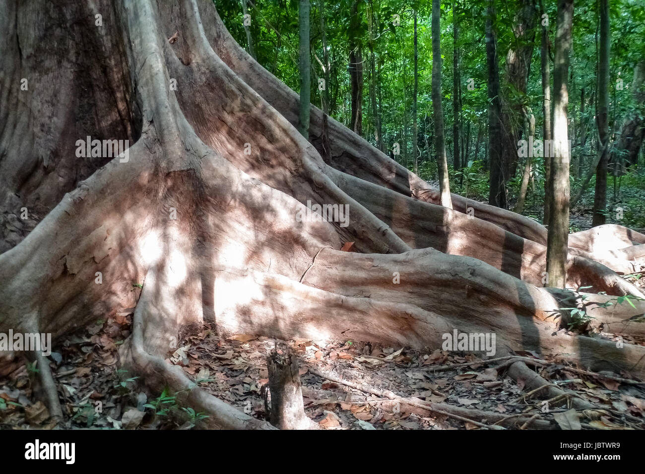 Close up of buttress roots of a rainforest tree, Amazon rainforest ...