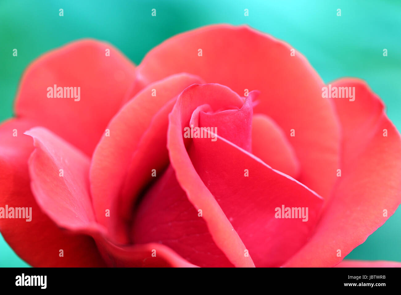 red rose flower close up Stock Photo - Alamy