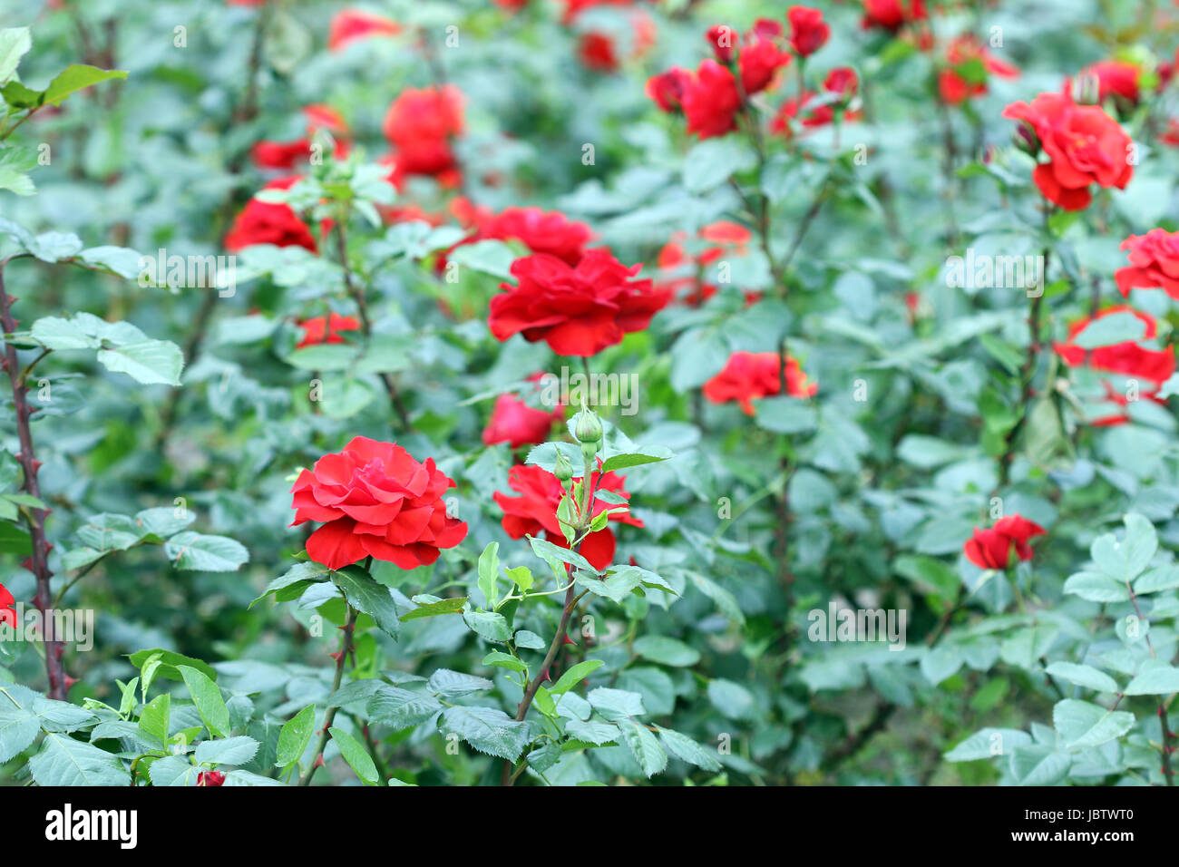 red roses garden nature background Stock Photo - Alamy