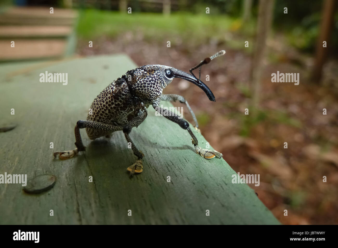 Tropical beetle hi-res stock photography and images - Alamy