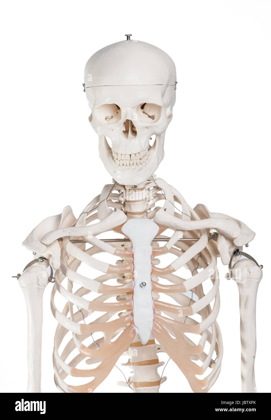 Human skeletons anatomy hi-res stock photography and images - Alamy