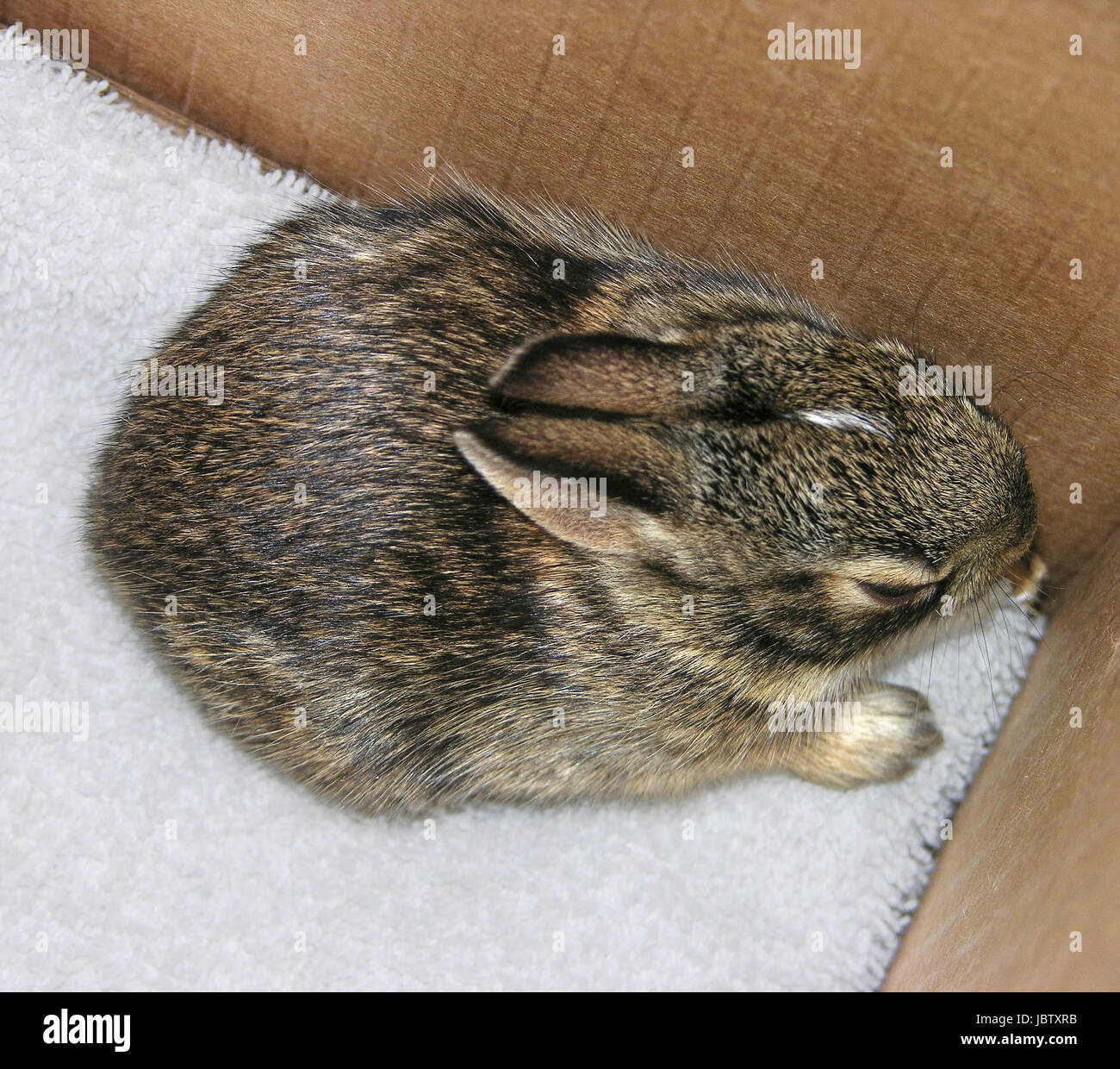 One of several baby rabbits which were rescued twice from their nest ...