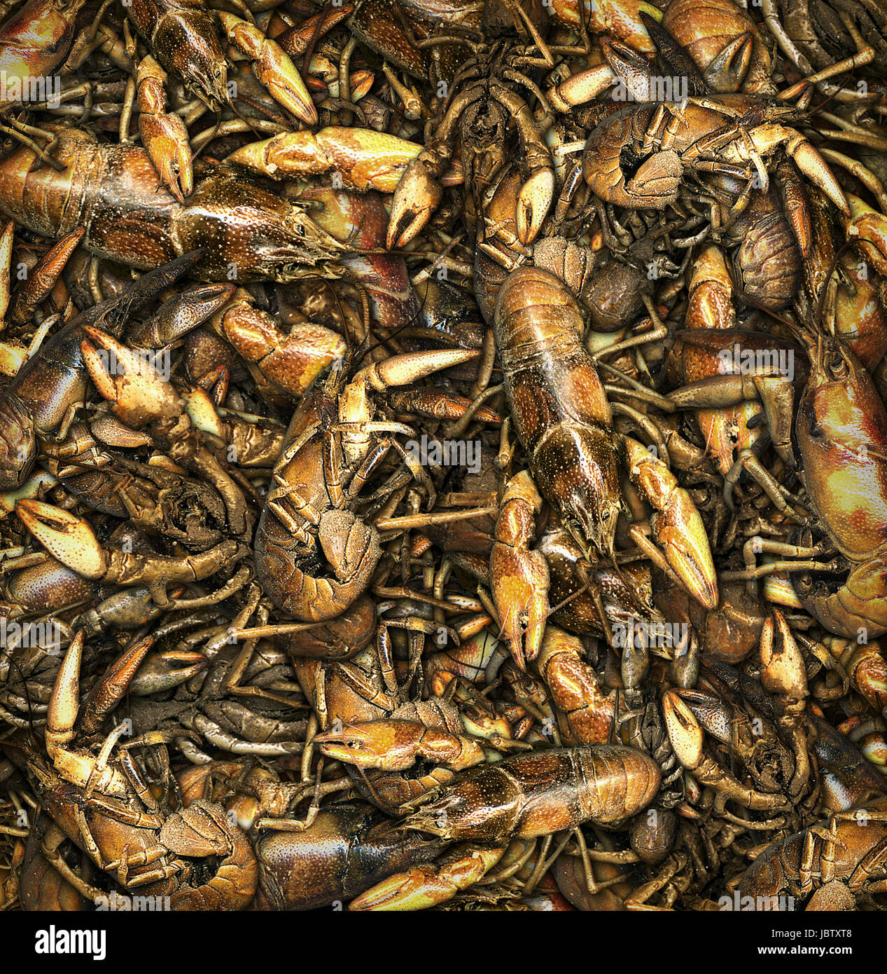 Crayfish digitally assembled to create a pattern or background Stock ...
