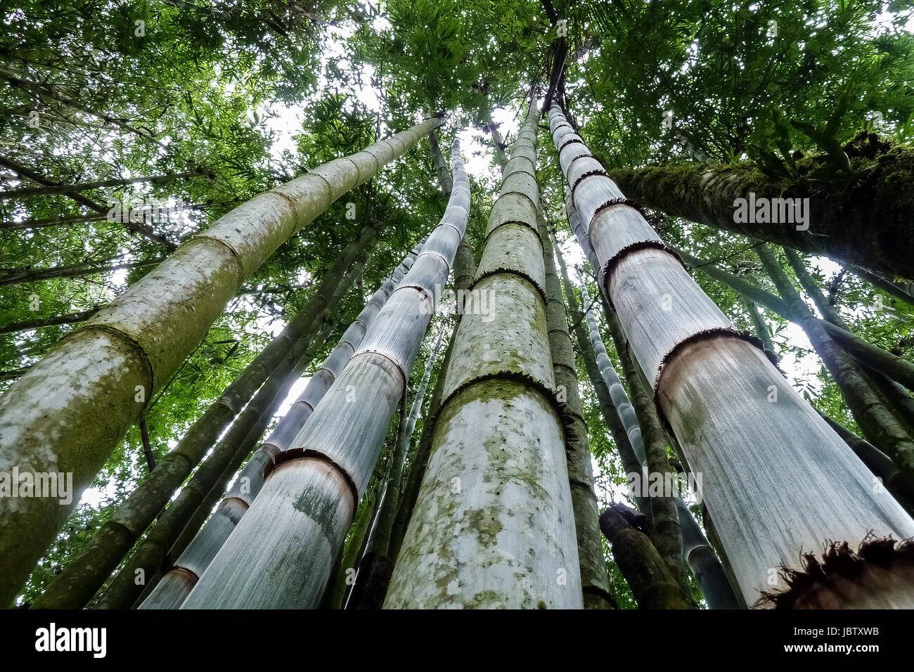 Bamboo forest background, Atlantic forest, Brazil Stock Photo - Alamy