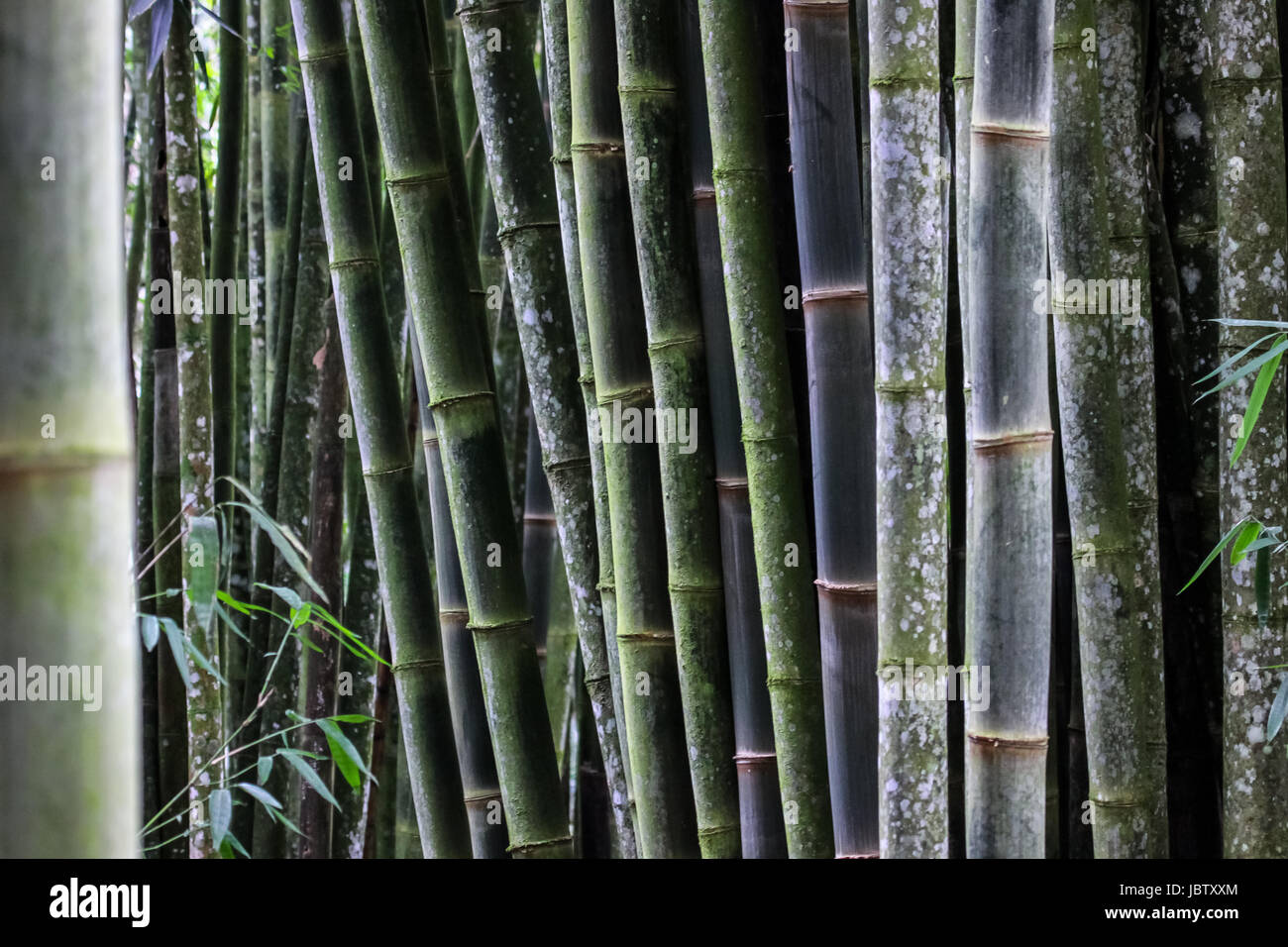 Bamboo forest background, Atlantic forest, Brazil Stock Photo - Alamy