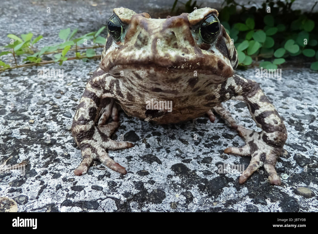 Yellow toad hi-res stock photography and images - Alamy