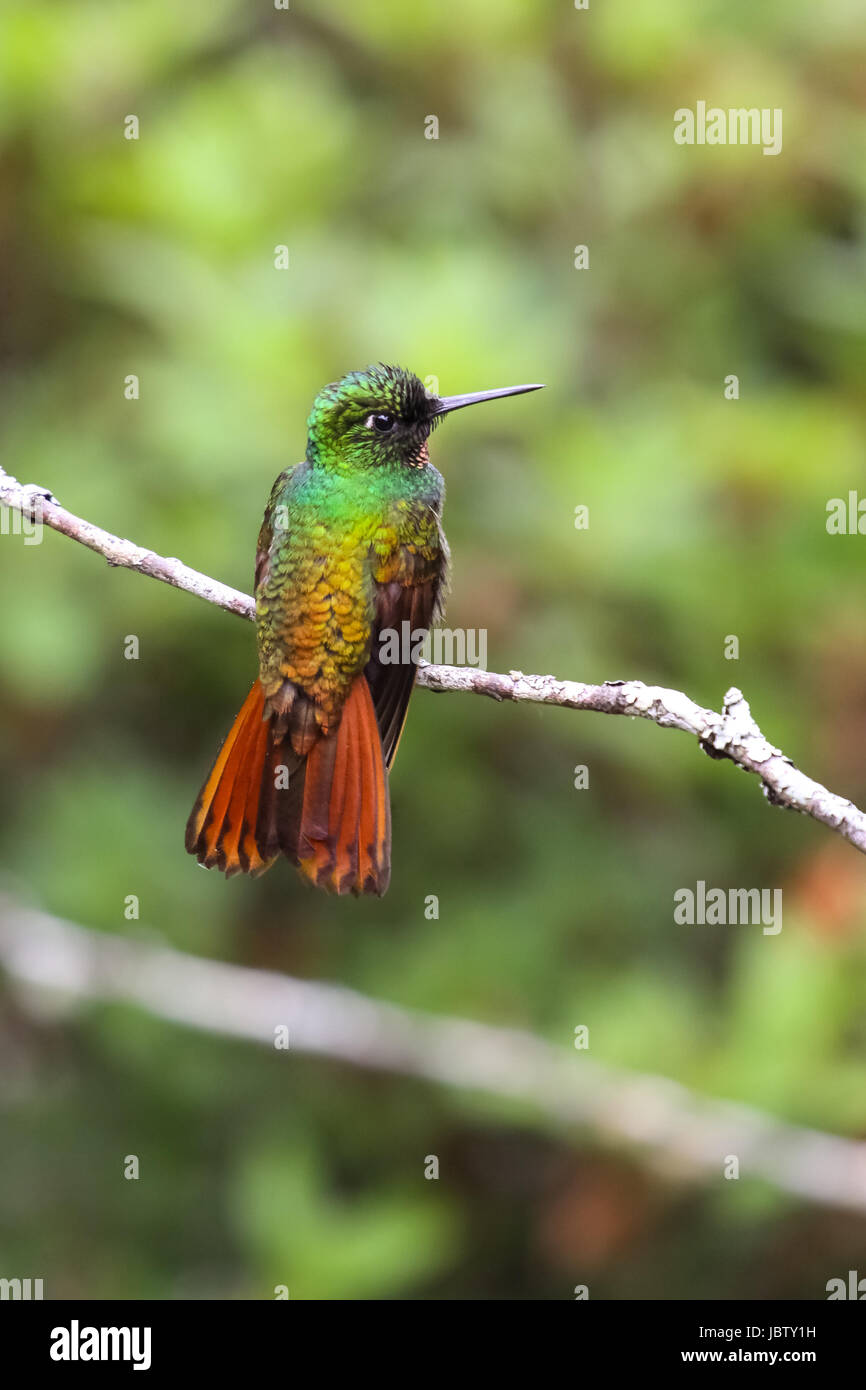 Brazilian ruby sitting on a branch in Atlantic forest, Itatiaia, Brazil ...