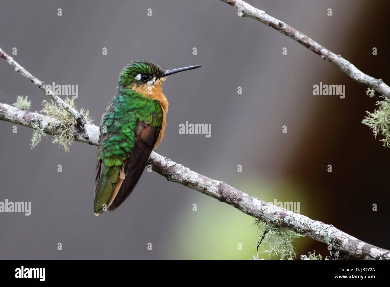 Brazilian ruby sitting on a branch in Atlantic forest, Itatiaia, Brazil ...