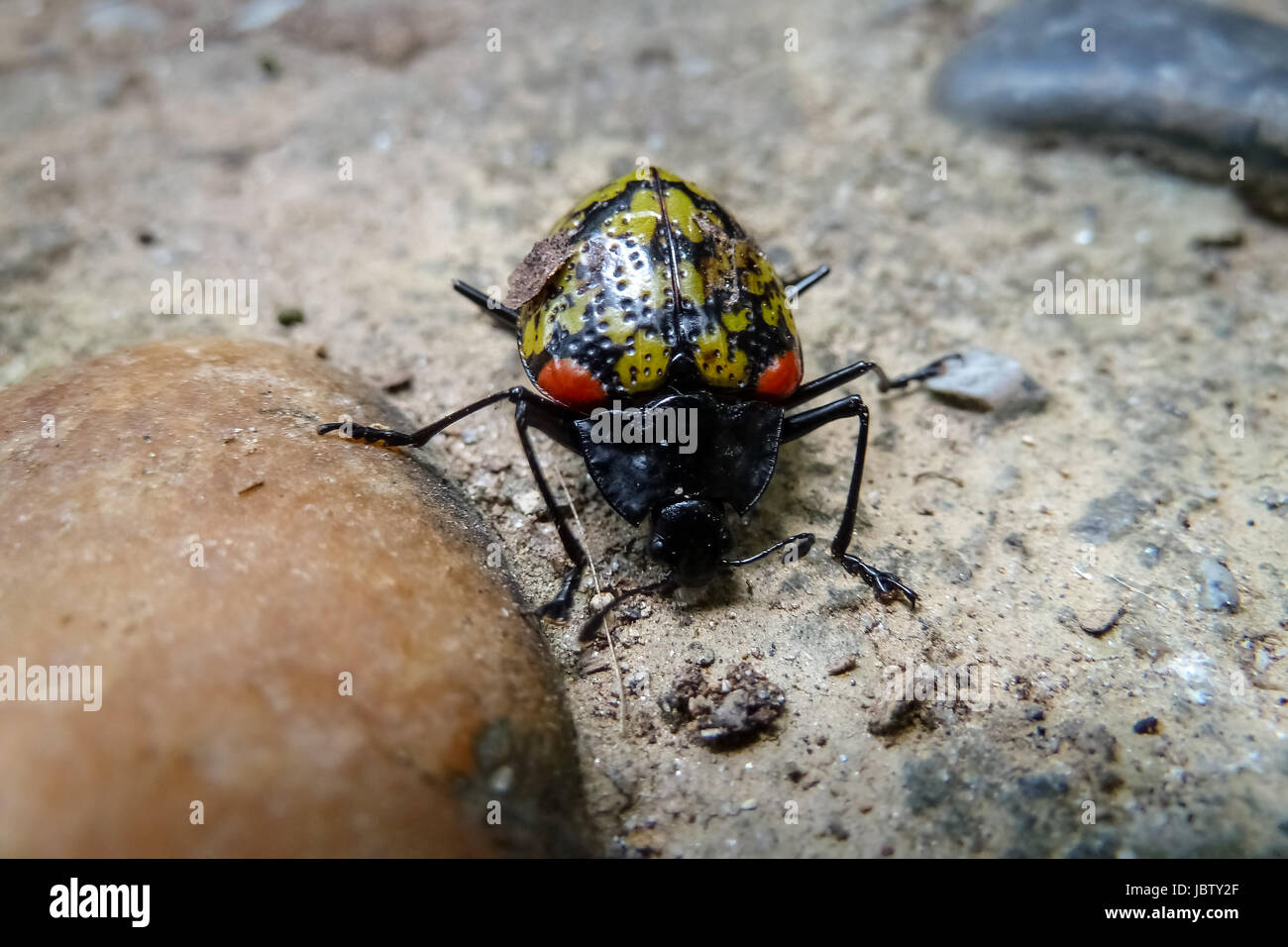 Small colorful beetle in the Atlantic forest, Brazil Stock Photo - Alamy