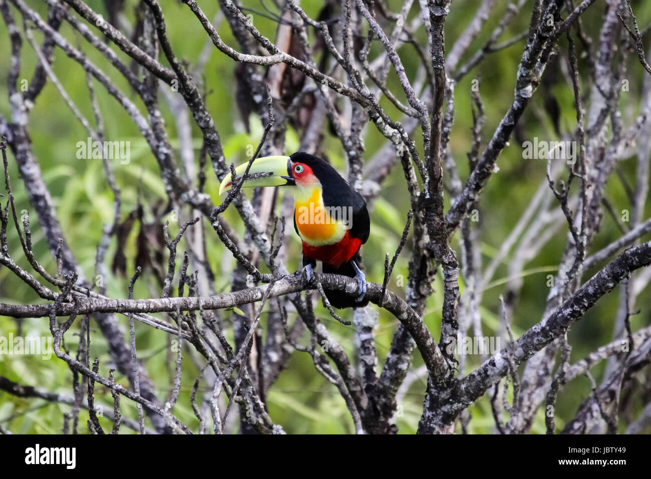 Red breasted toucan sitting on a branch in Atlantic forest, Itatiaia ...