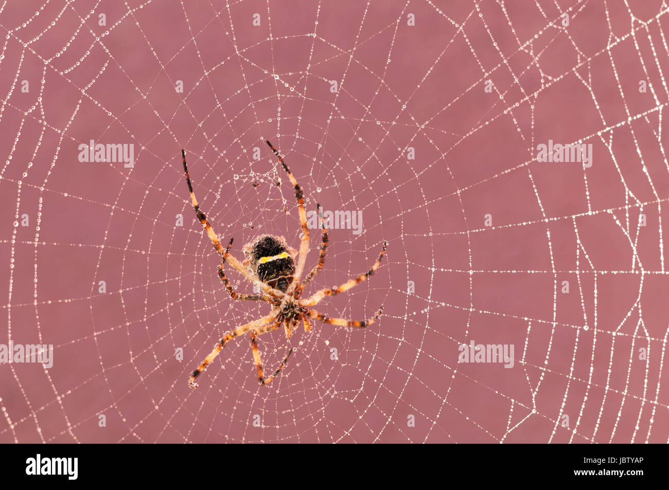 Spider resting on its cobweb after rain Stock Photo - Alamy