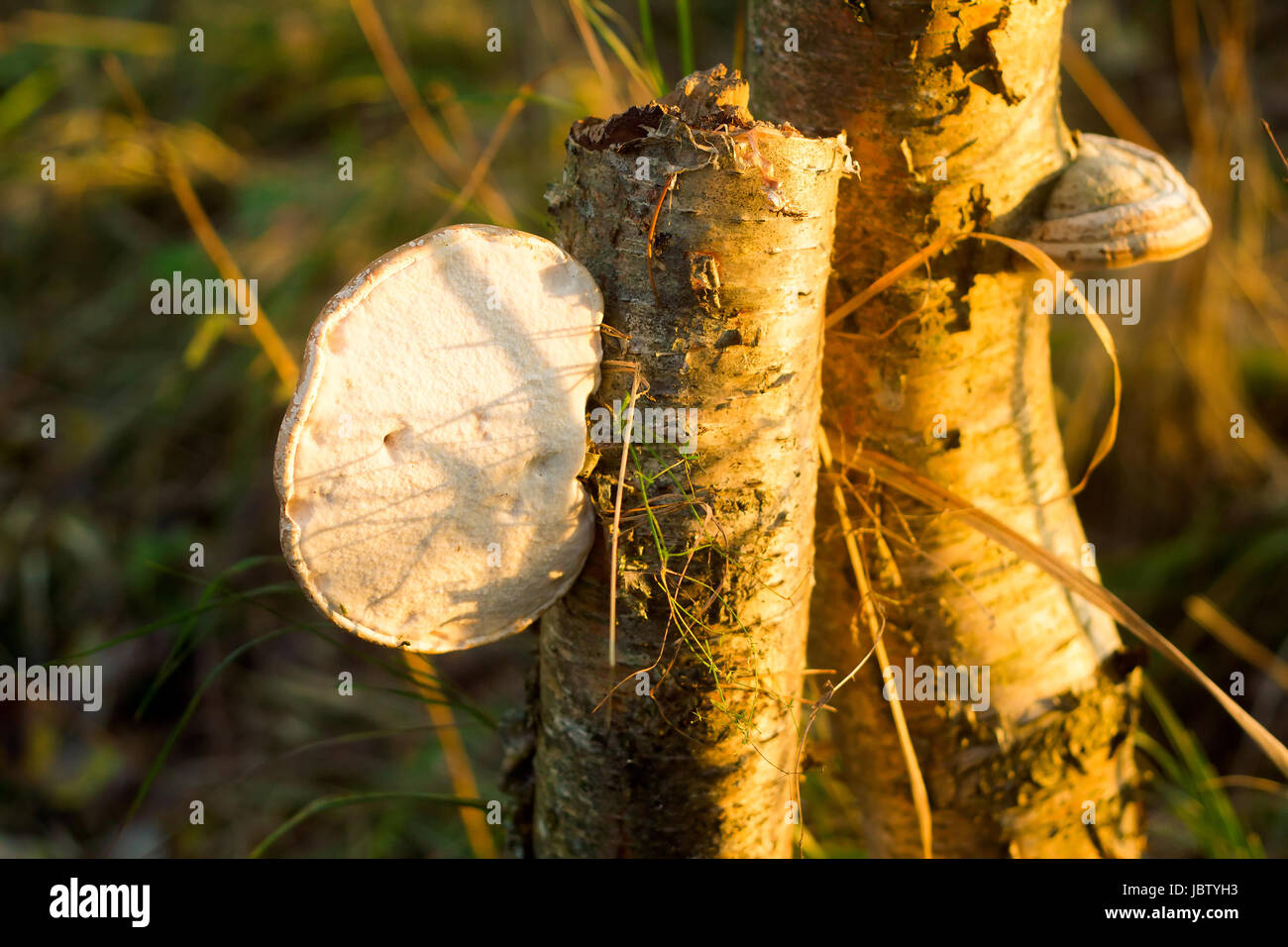 Golden razor hi-res stock photography and images - Alamy