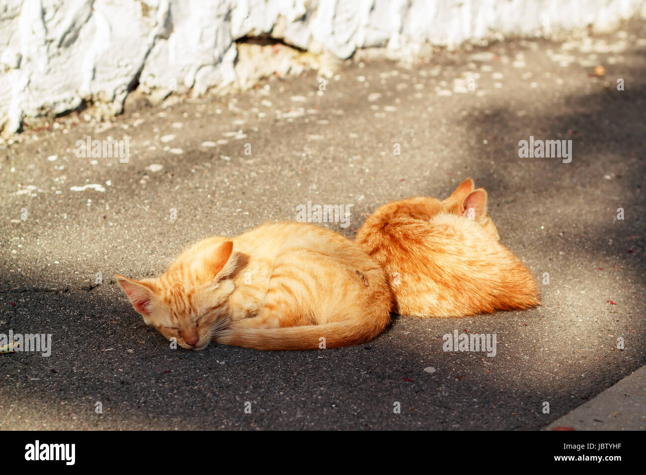 Two ginger kittens sleeping next to each other in the street Stock ...