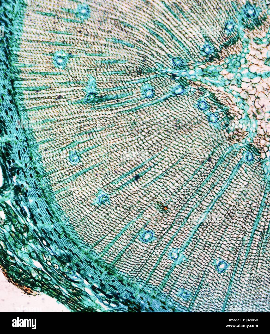 Light photomicrograph of pine tree wood seen through a microscope Stock ...