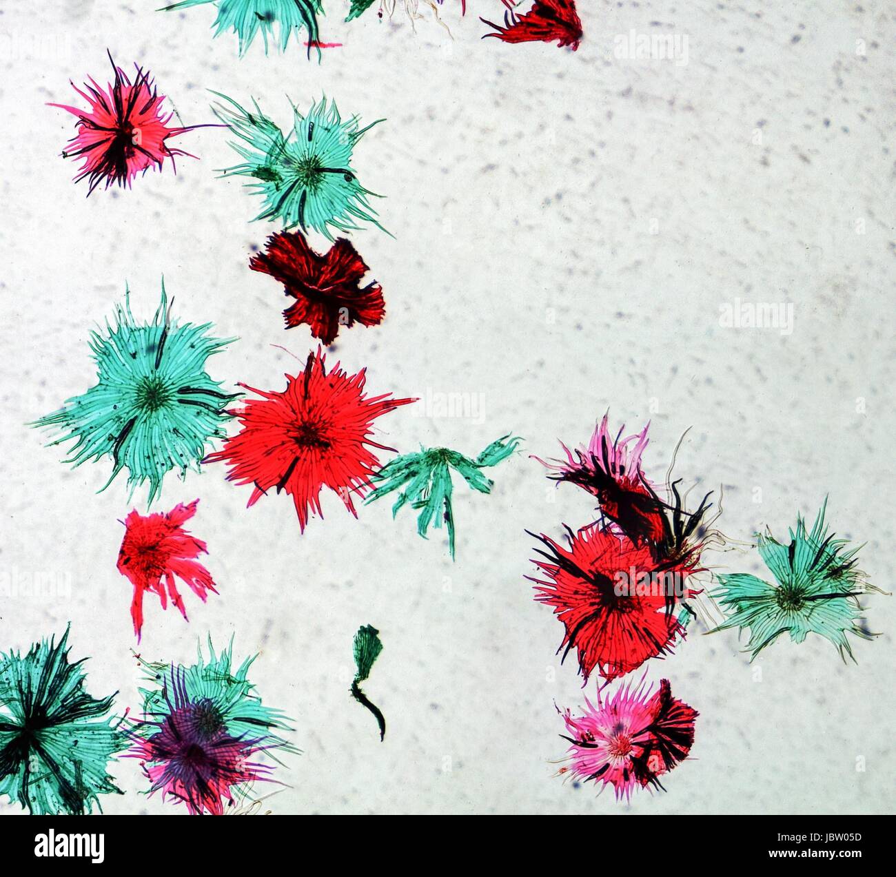 Light photomicrograph of Apple fruit cells seen through a microscope ...