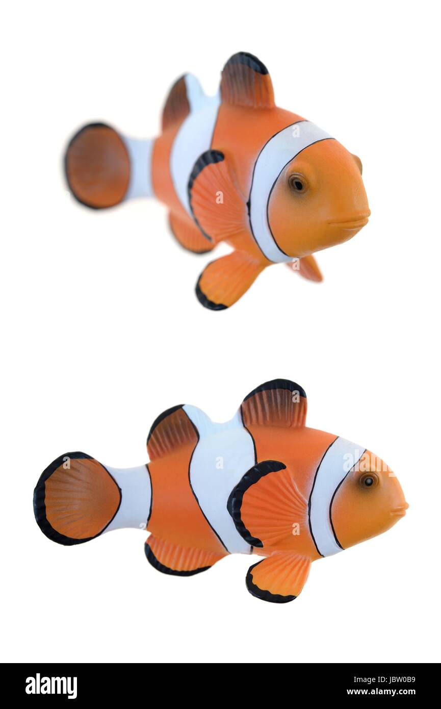 A close up shot of a Clown Fish Stock Photo - Alamy