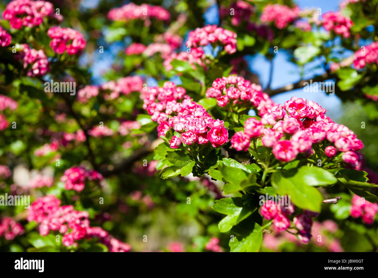 Double pink flowering hawthorn tree hi-res stock photography and images ...