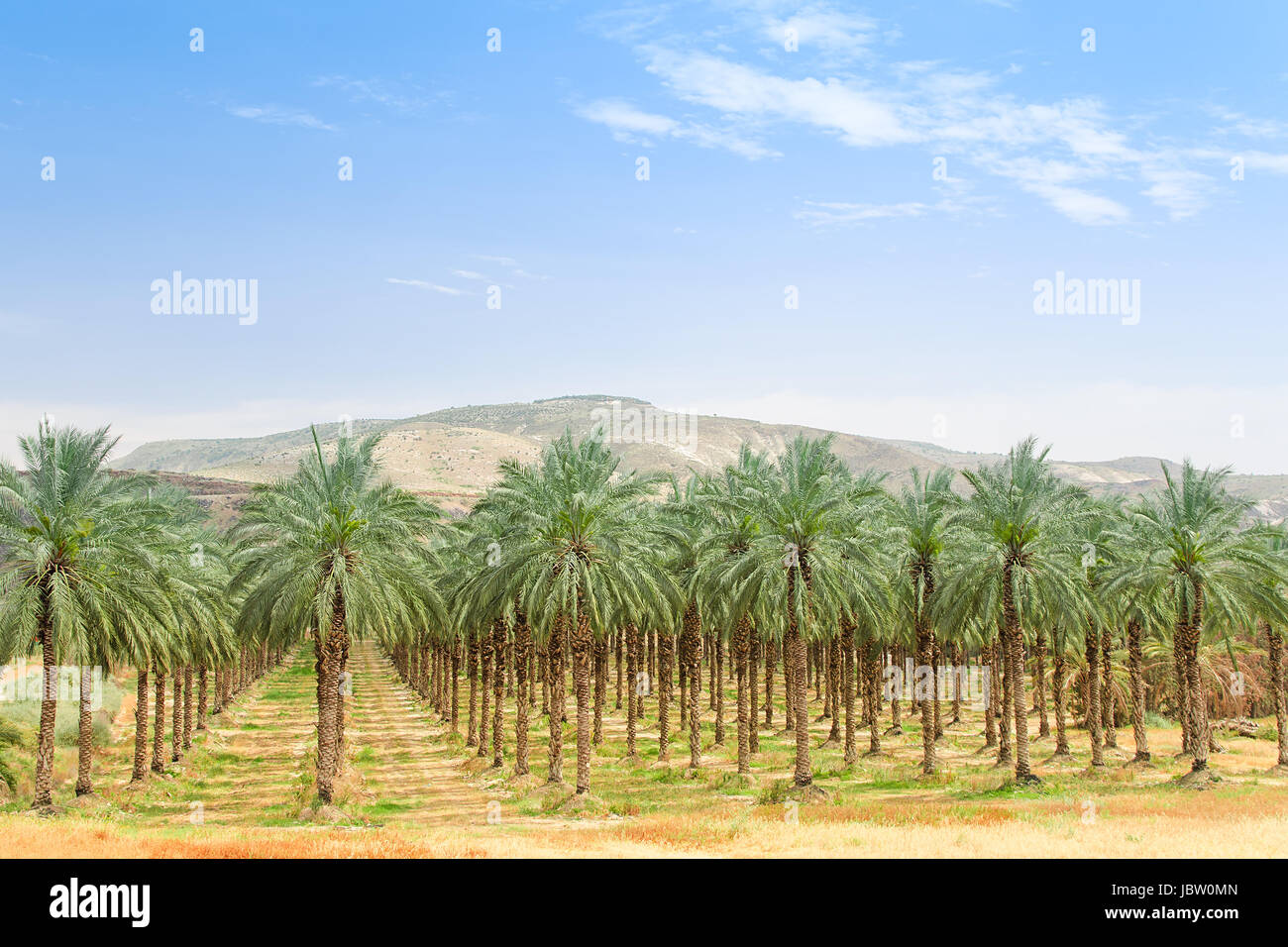 Date palm orchard plantation with high trees rows: oasis in Middle East ...