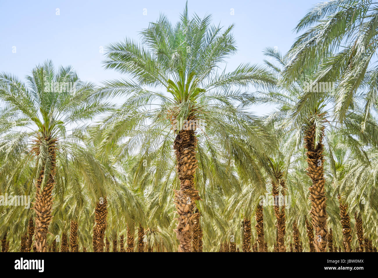 Date figs palm forest or plantation orchard in Israel Galilee Jordan ...
