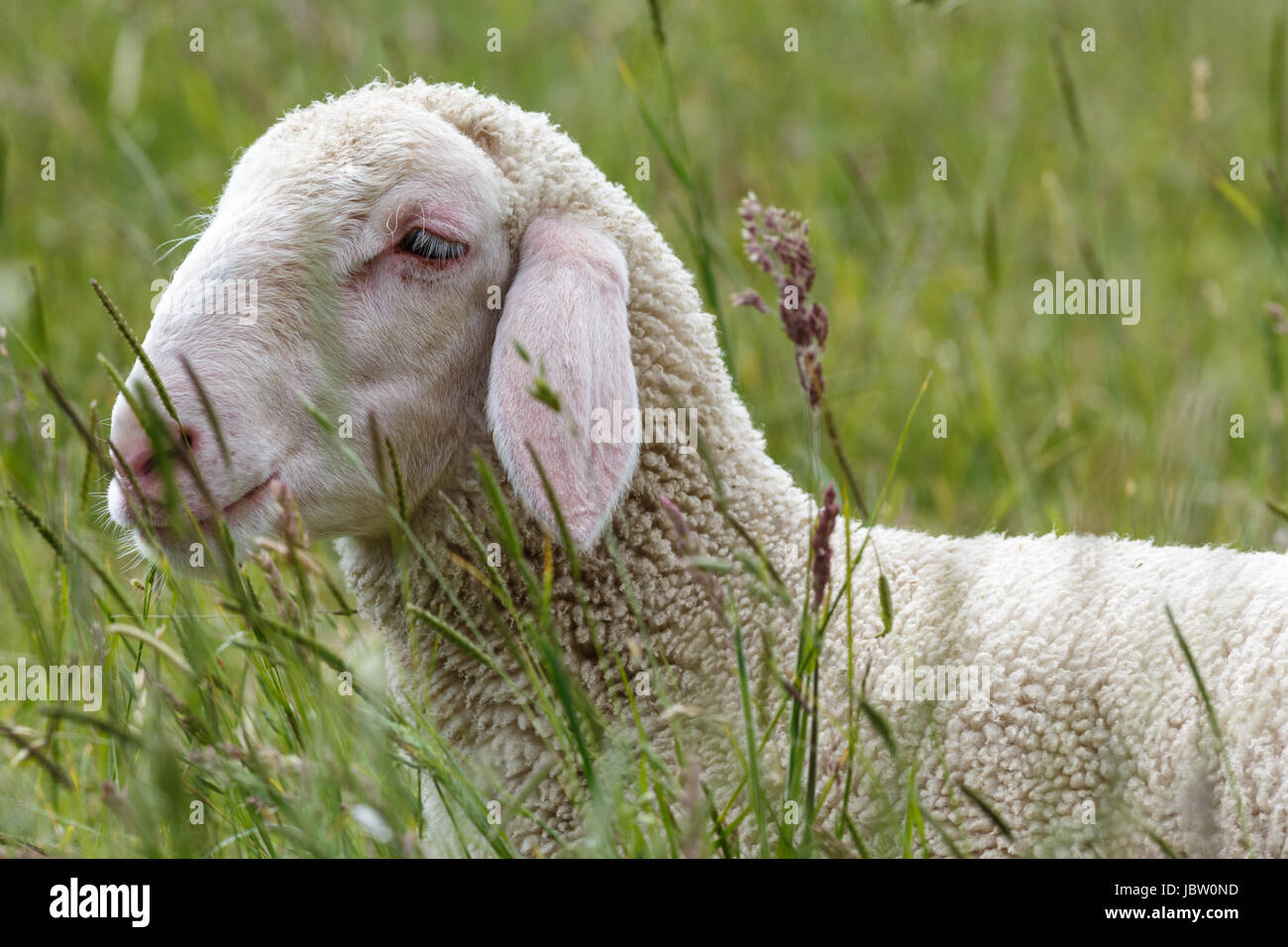 Blockhead animals hi-res stock photography and images - Alamy