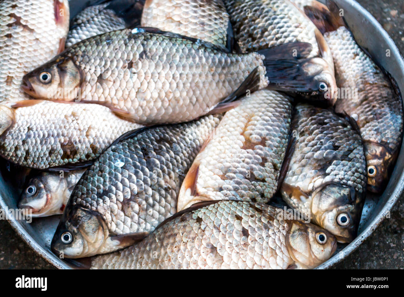 Big fish close-up Stock Photo - Alamy
