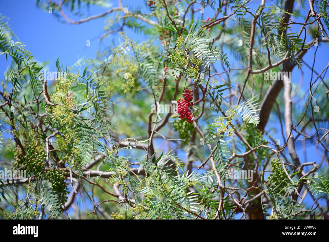 red pepper - spain Stock Photo - Alamy