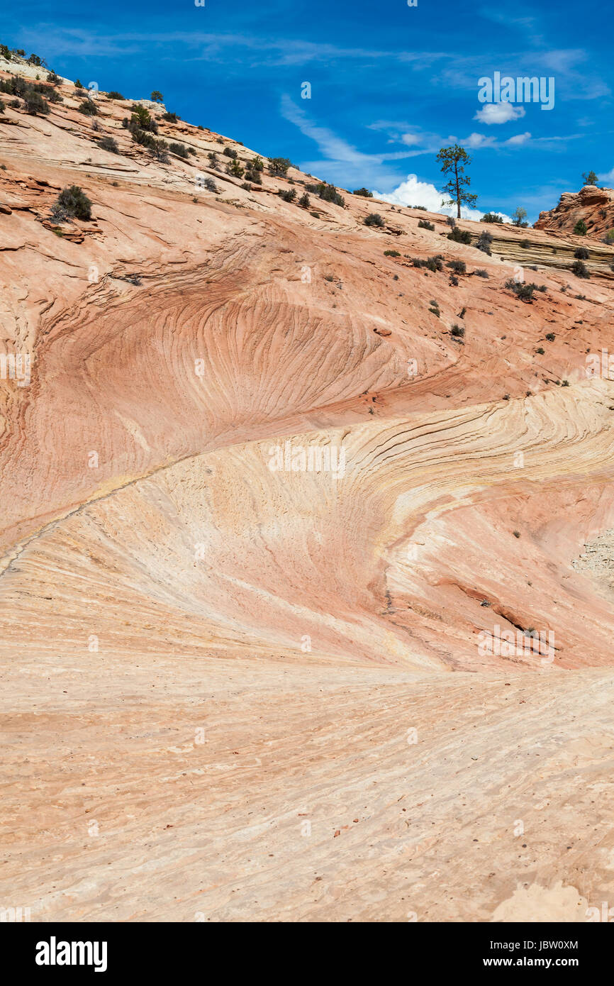 Pinky rocky waves in Zion National Park, USA Stock Photo - Alamy