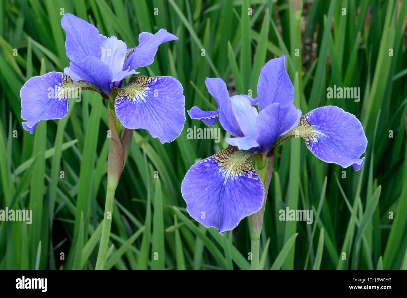 Iris Sibirica Siberian Iris or Flag Iris flowers flower Stock Photo - Alamy