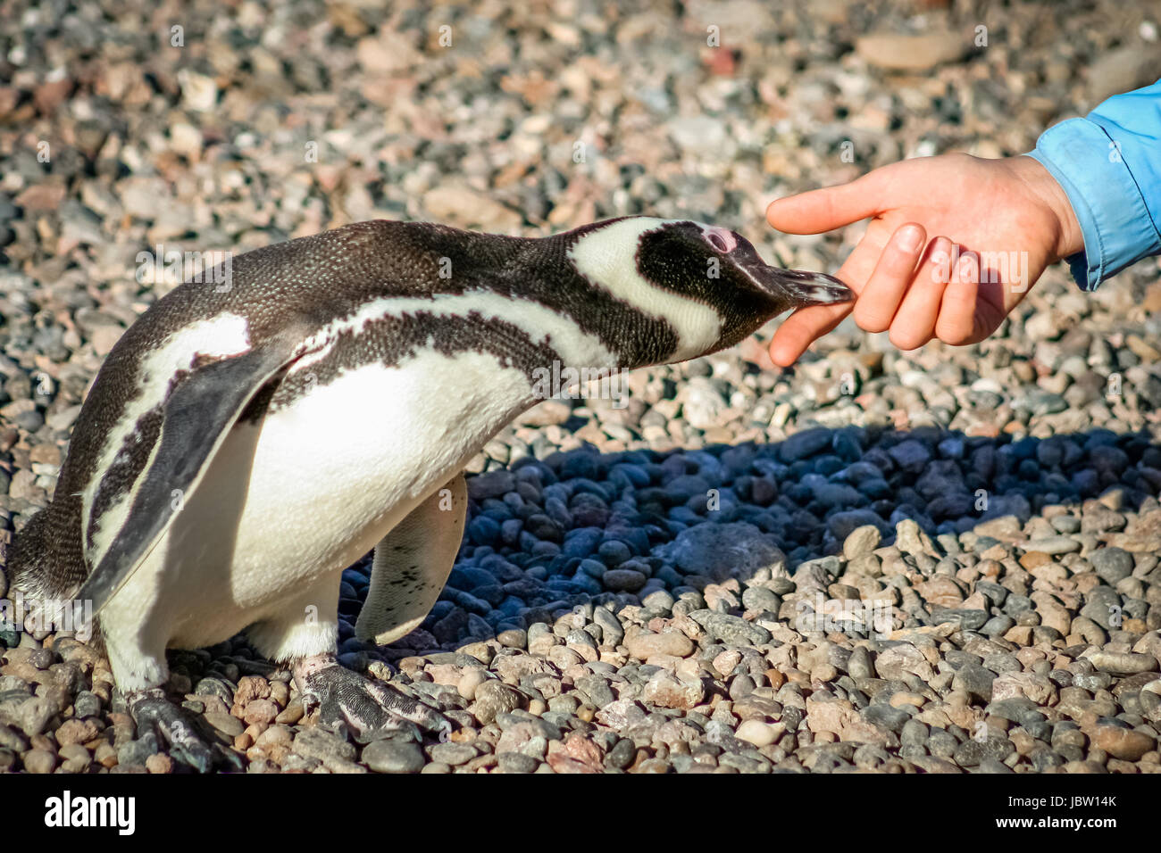 Human interaction bird hi-res stock photography and images - Alamy