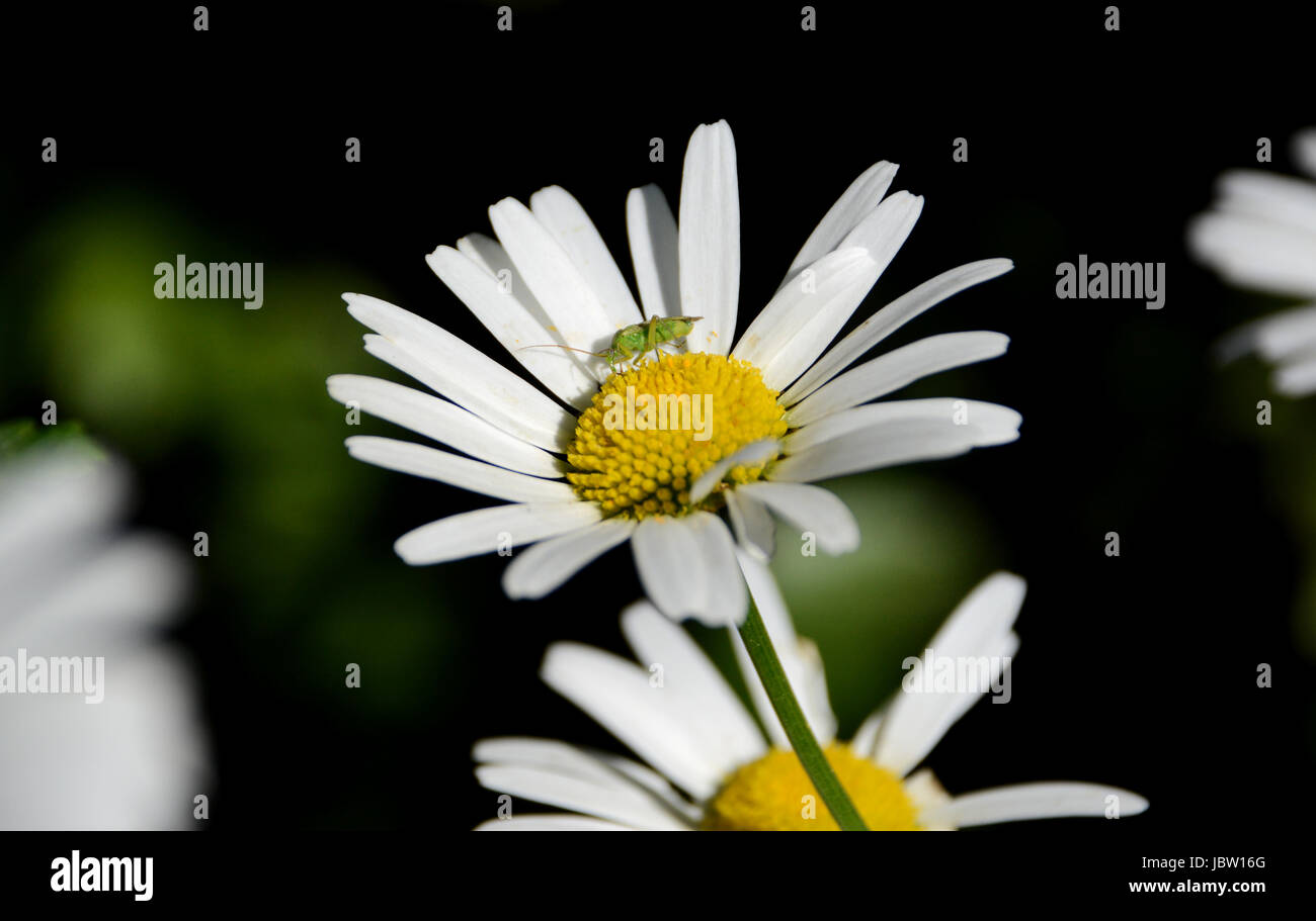 Close-up of a common green capsid bug on the yellow stamen of a daisy ...