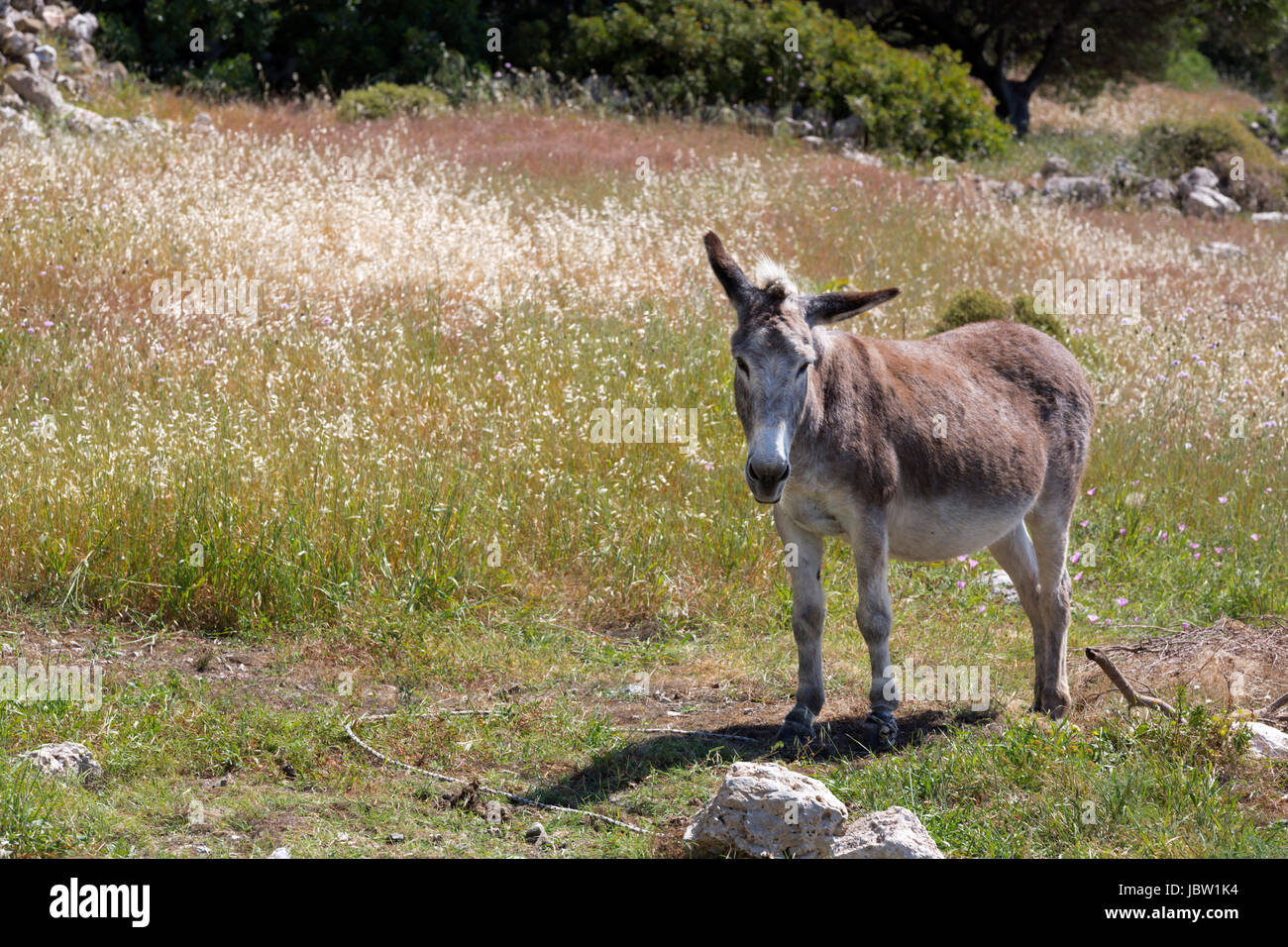 Esel in Griechenland Stock Photo - Alamy