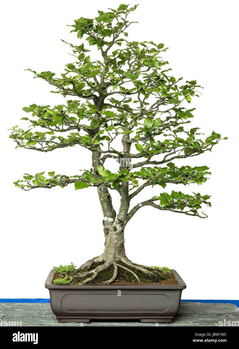 Rotbuche (Fagus sylvatica) als Bonsai Baum Stock Photo - Alamy