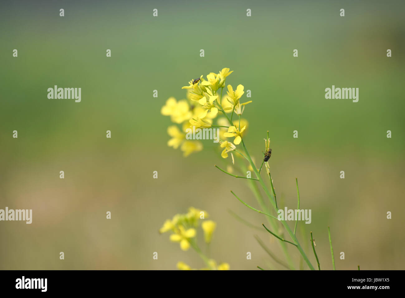 Sapla hi-res stock photography and images - Alamy