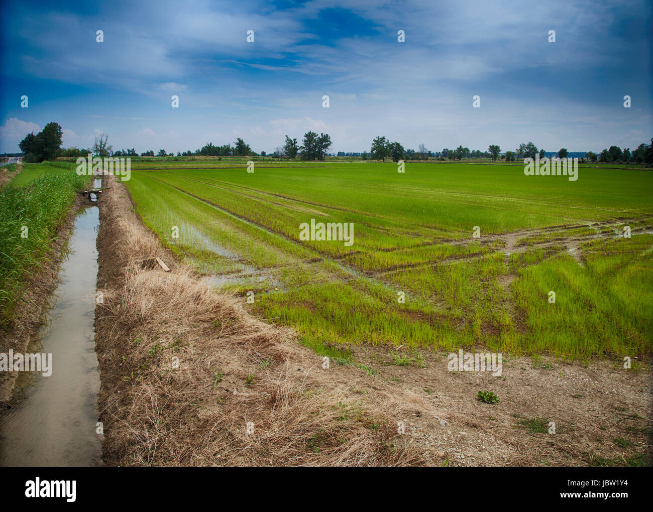 Hdr rice field hi-res stock photography and images - Alamy