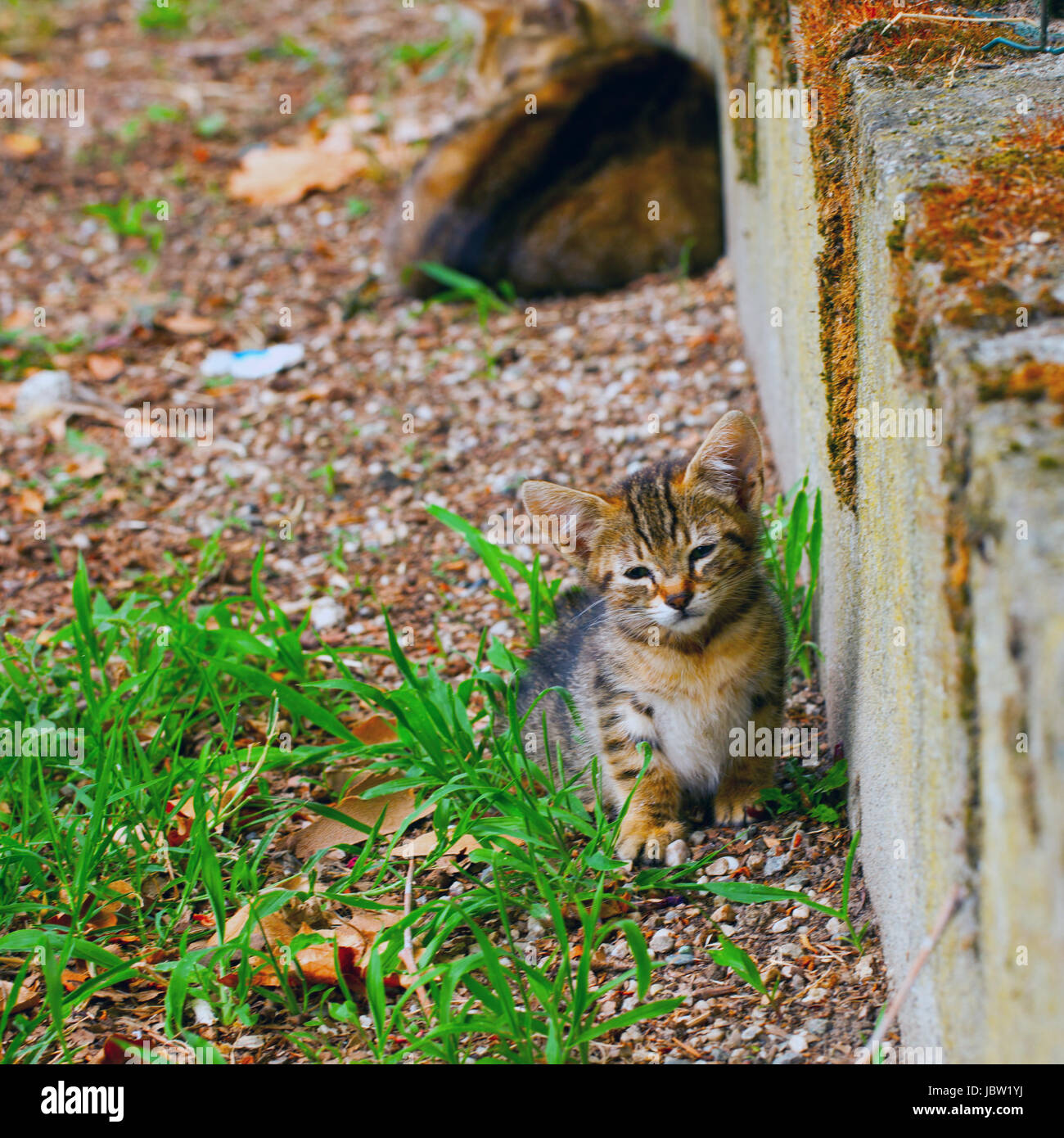 Small, tender and suffering cat in the grass Stock Photo - Alamy