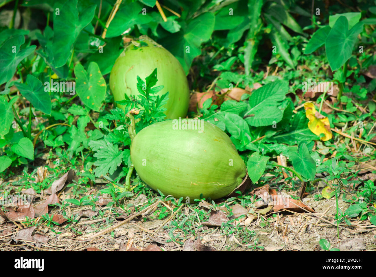 Sapla hi-res stock photography and images - Alamy